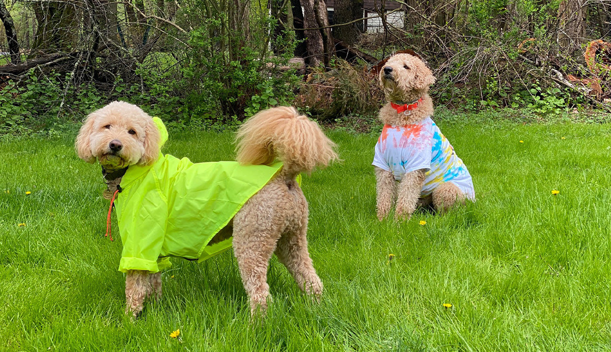Meet the Doodle-Duo Behind the Brand – wagwear