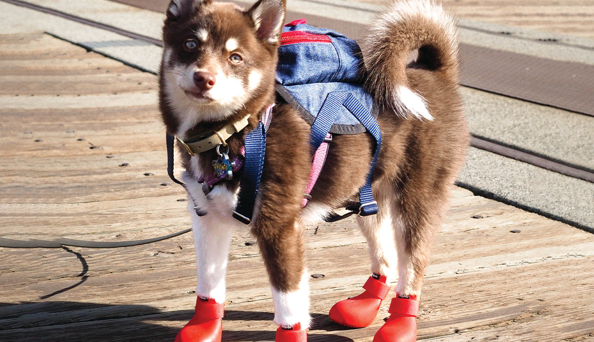 Spring Activities To Do With Your Pup This May – wagwear