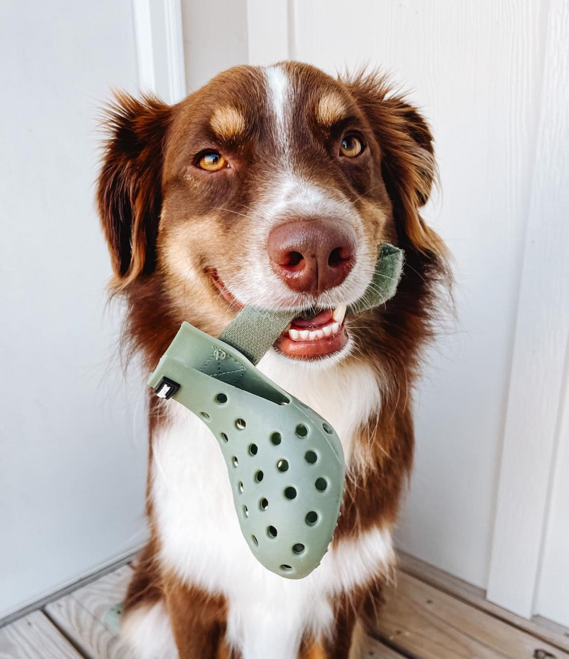 Wagwear Favorites – wagwear