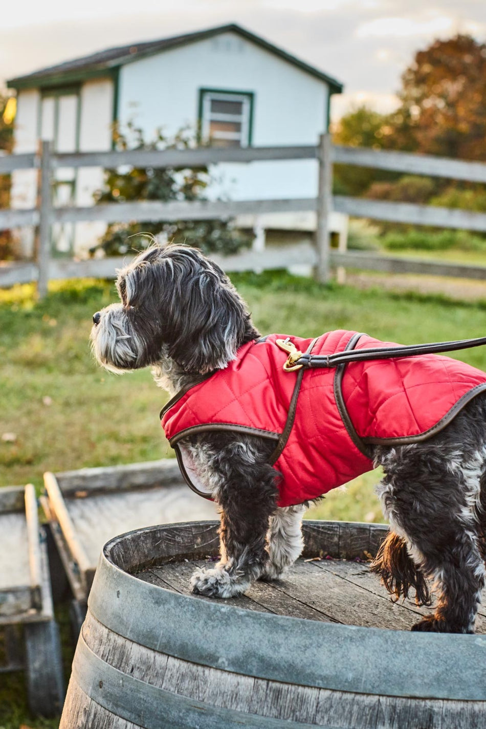 wagwear - Fashion & Style for the Design-Minded Dog.